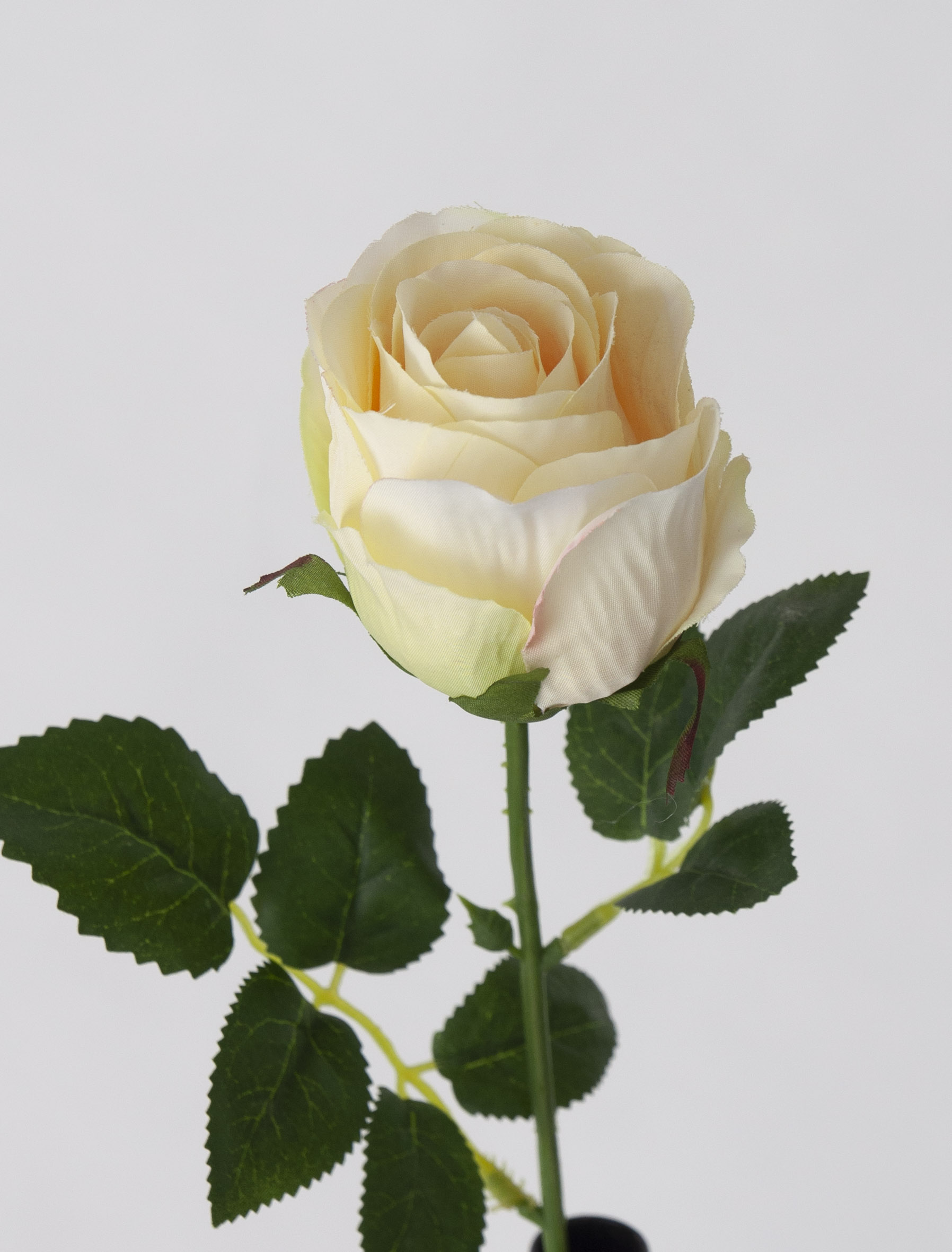 CAPULLO DE ROSA 50 CM